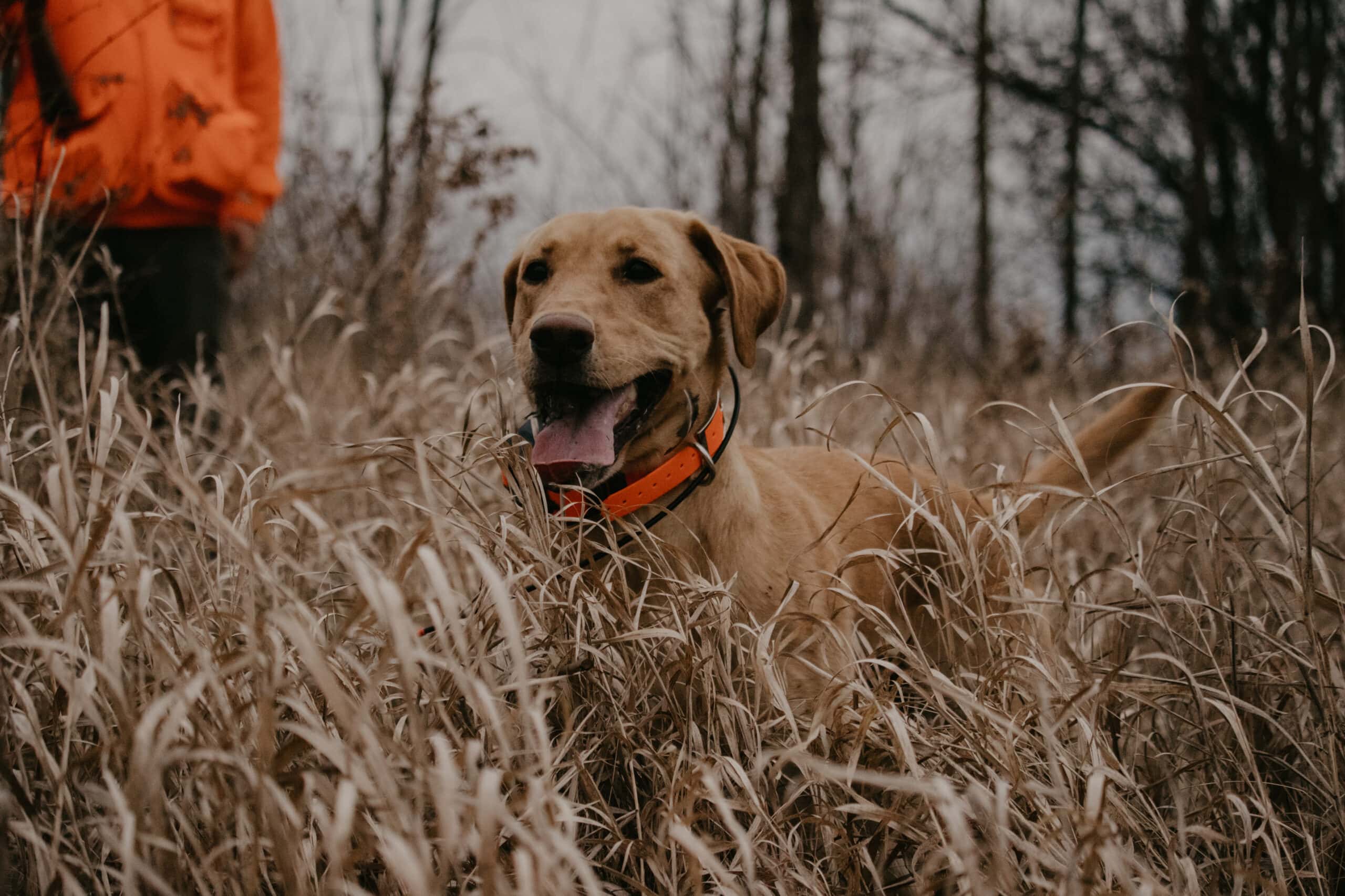 Pheasants @ Large – upland bird hunting preserve
